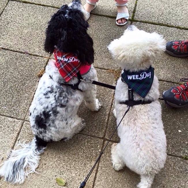 Dogs Trust Open Day - Dugs n Pubs