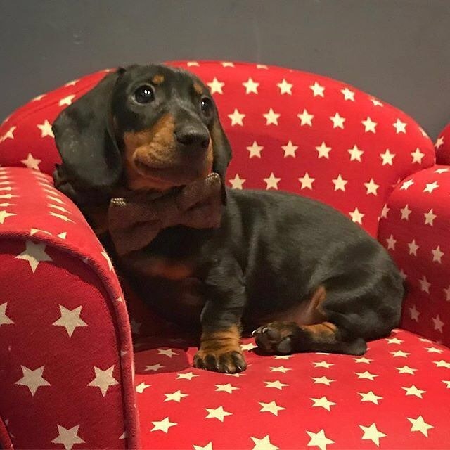 Finally a couch I can have all to myself. At the Scran and Scallie ...