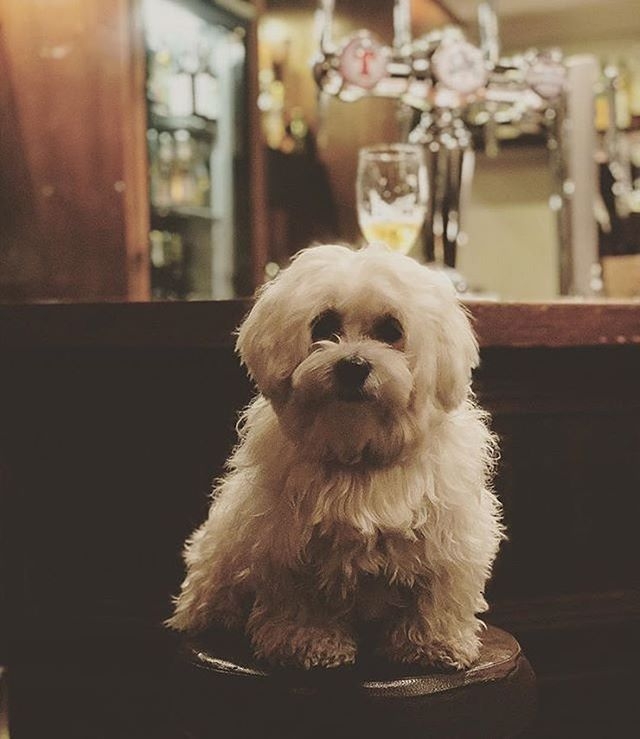 Aye, he loves a pint at his local (The Wally Dug) - pic @_lorddavidson ...