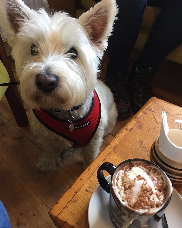 Mylo enjoying a chill out at Cocoa Mountain in Dornoch...best hot ...