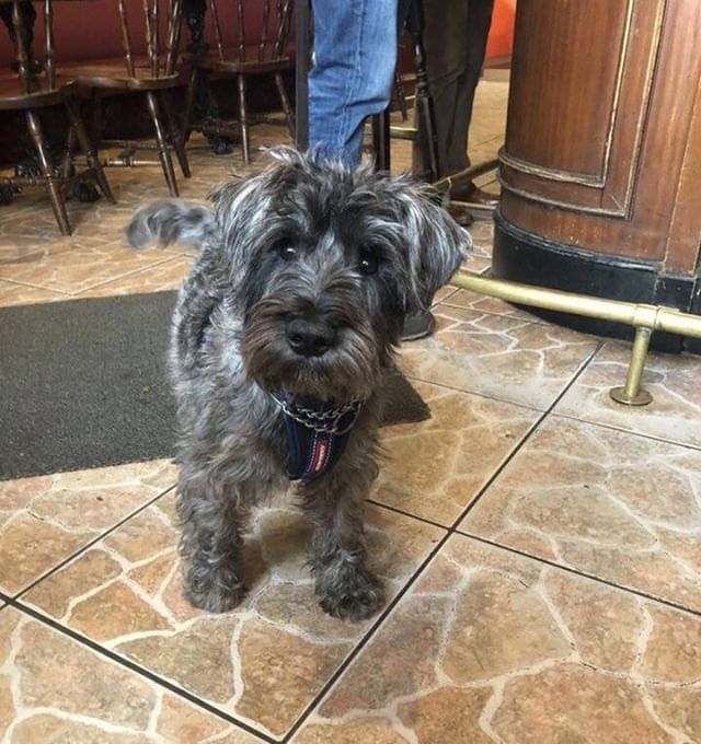 Wee Gus in The Crown Inn, Monifieth - pic from Julie Robb - Dugs n Pubs ...