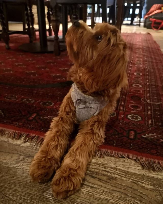 Thanks for the pic @harrysedinburgh:⠀⠀...⠀"Little Hamish is cute and he ...